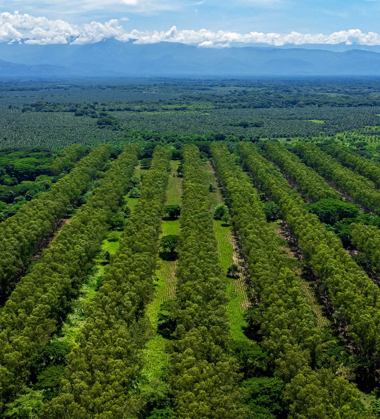 Colombian Beef, Naturally