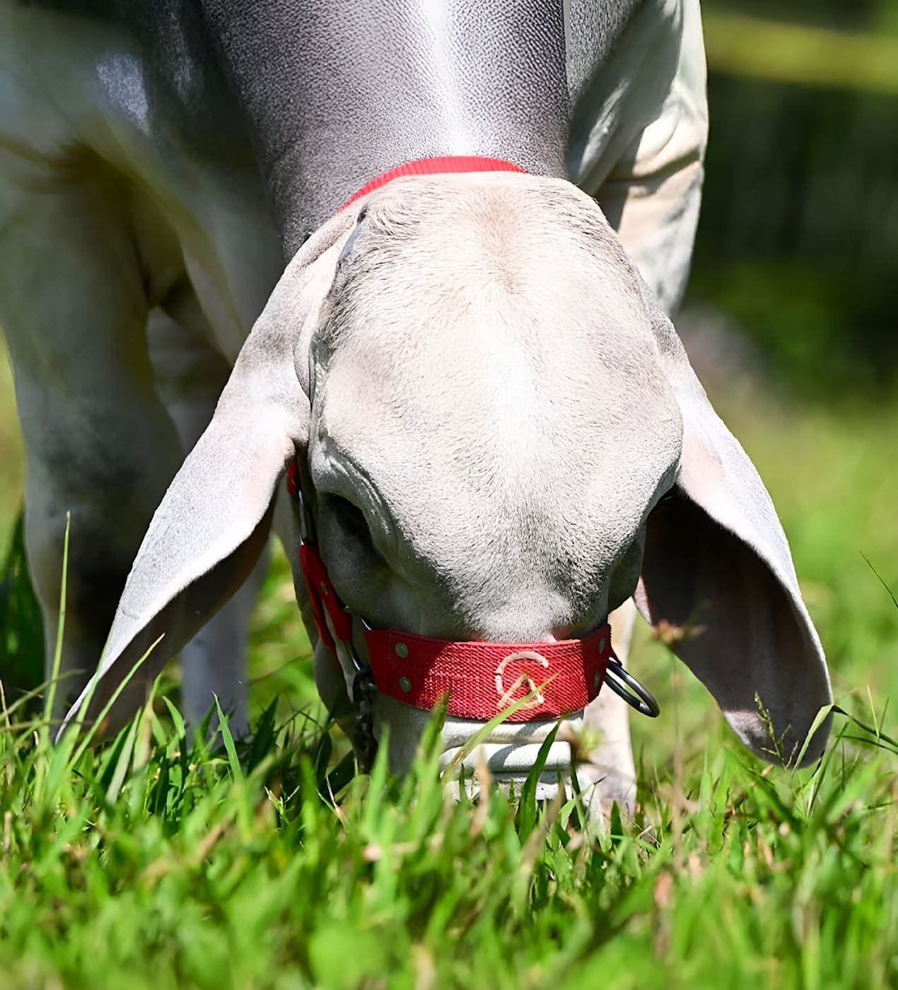 Colombian Beef, Naturally